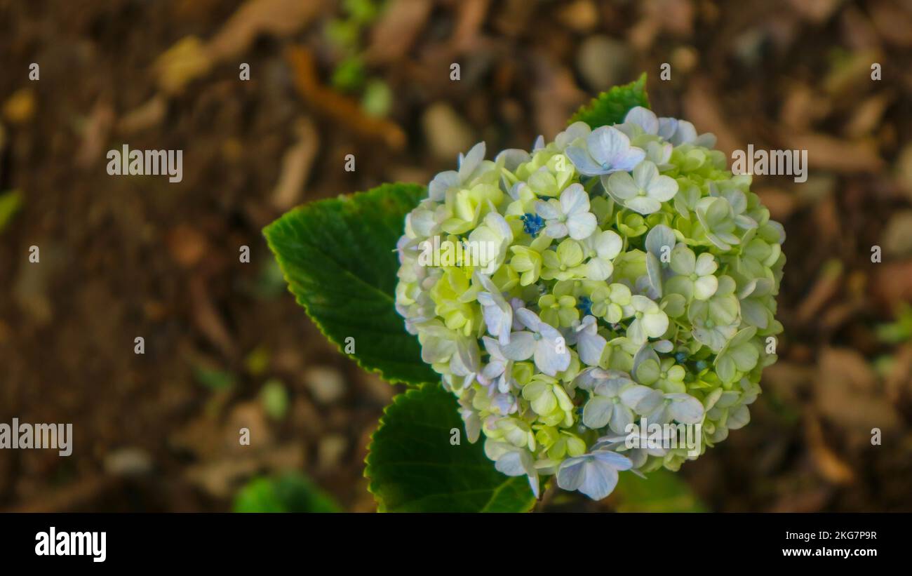 beautiful and amazing green hydrangeas Stock Photo - Alamy