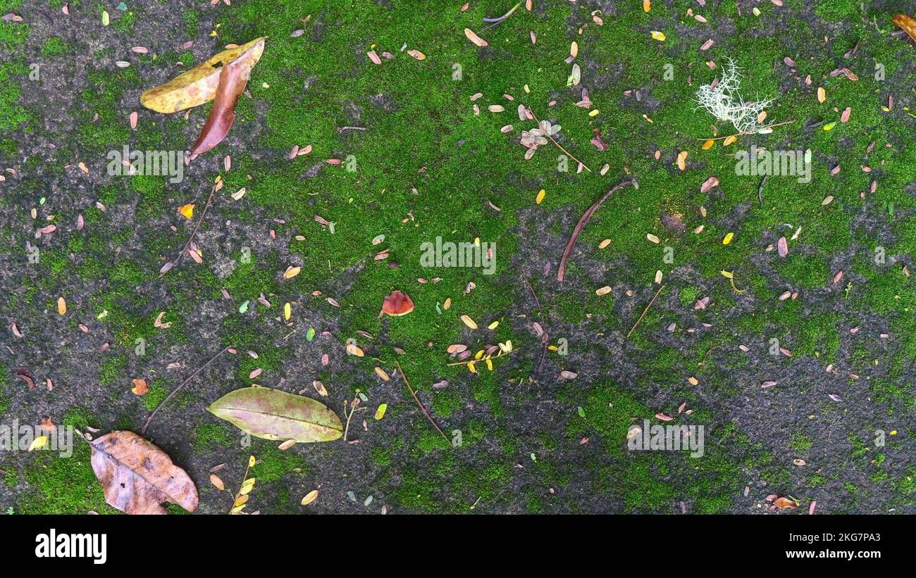 Mossy concrete road texture with dry leaves Stock Photo - Alamy