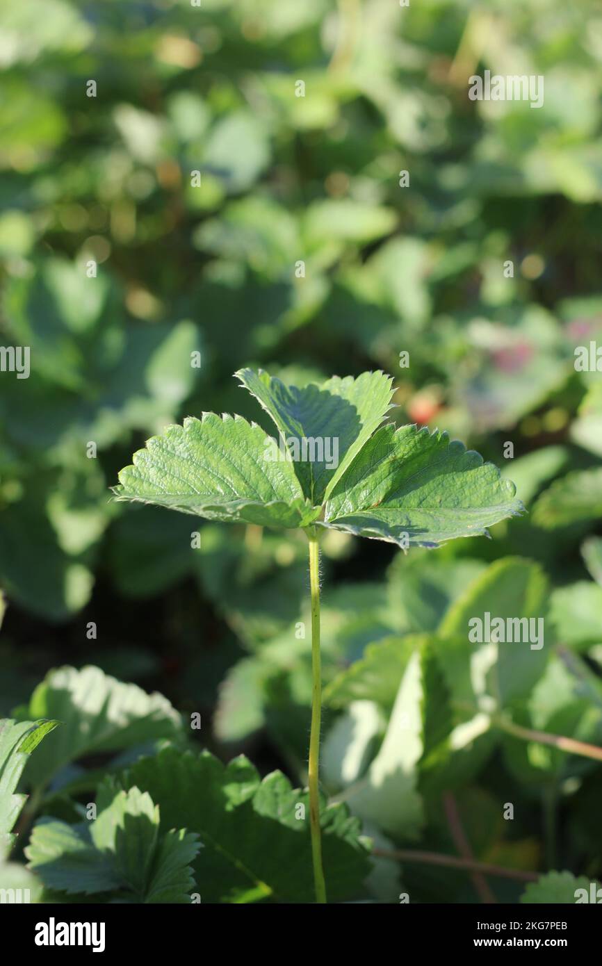 Green strawberry plant growing in the sunny meadow Stock Photo - Alamy