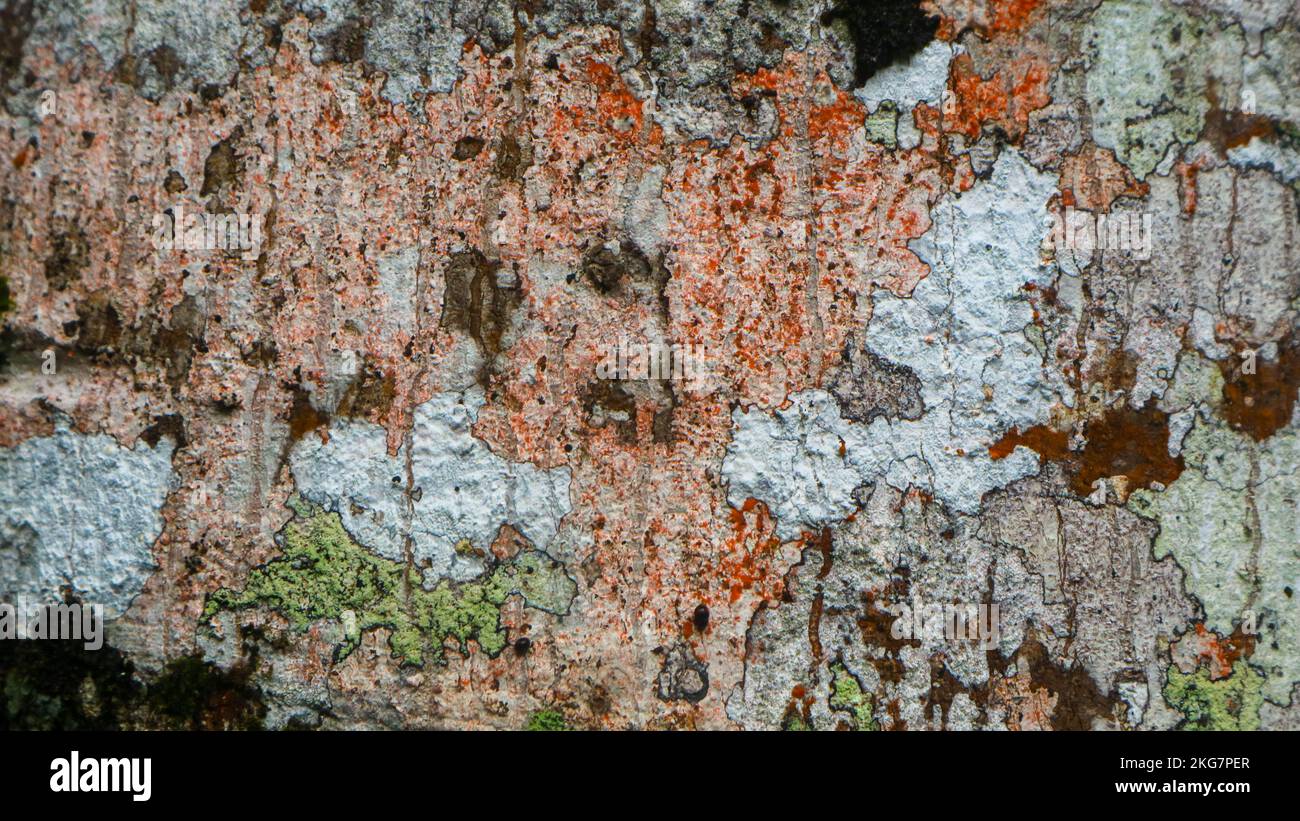 amazing bark texture as background Stock Photo - Alamy