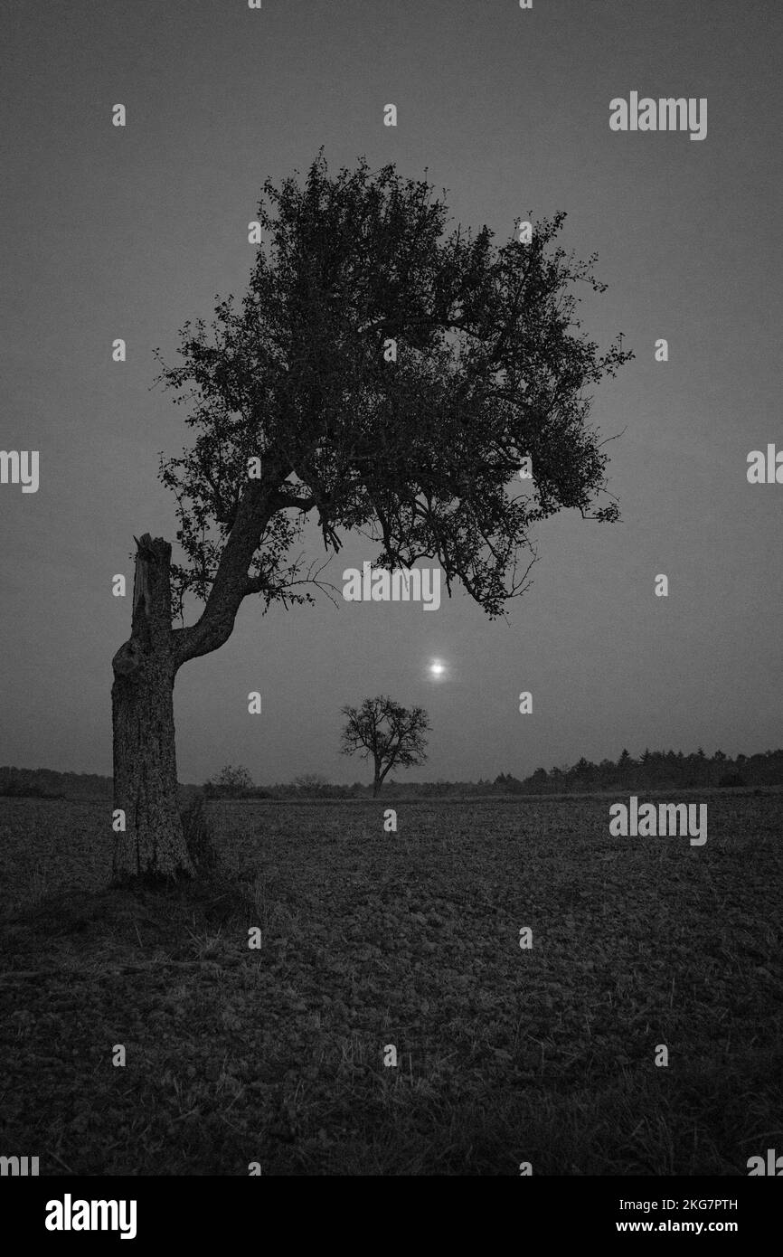 A vertical shot of a tall tree inclined forward on the background of a ...