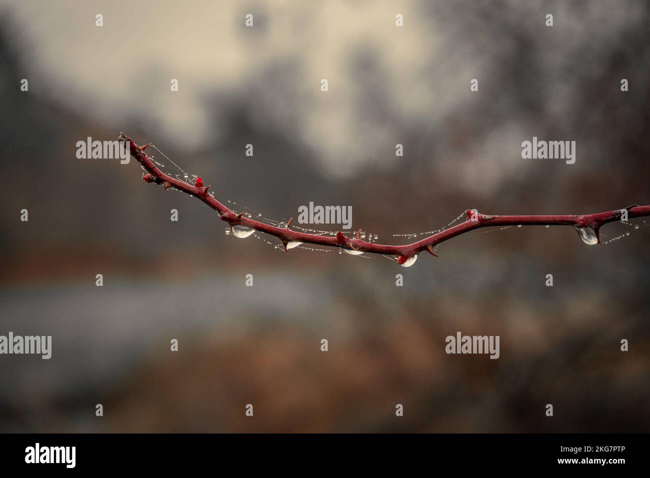 Hanging waterdrops hi-res stock photography and images - Alamy