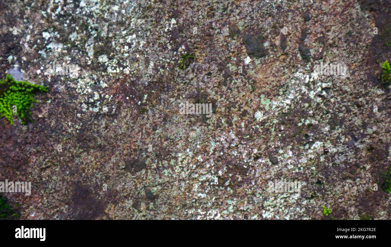 Mossy stone texture as background Stock Photo - Alamy