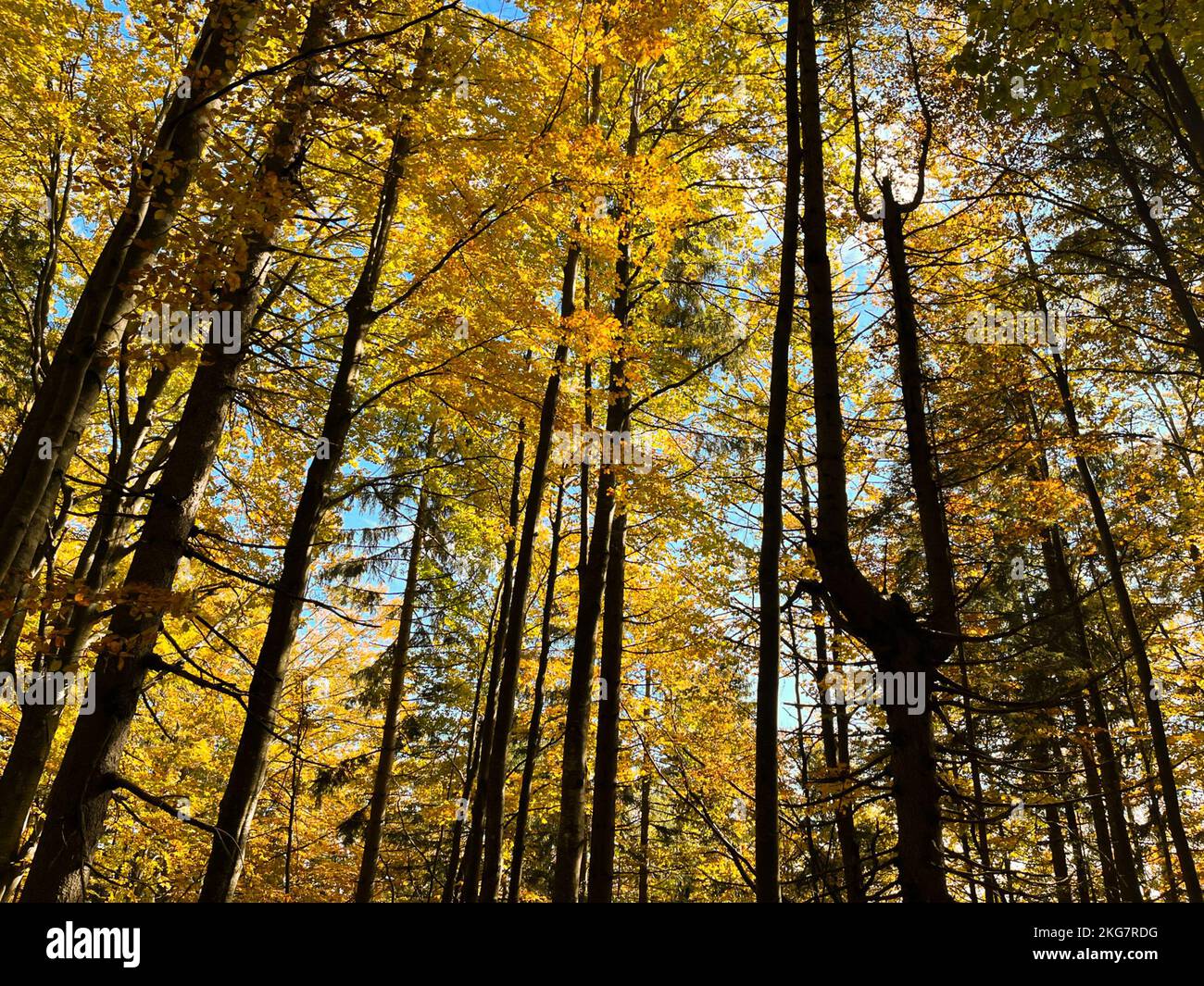forest of tall golden trees with sunbeams. autumn weather Stock Photo ...