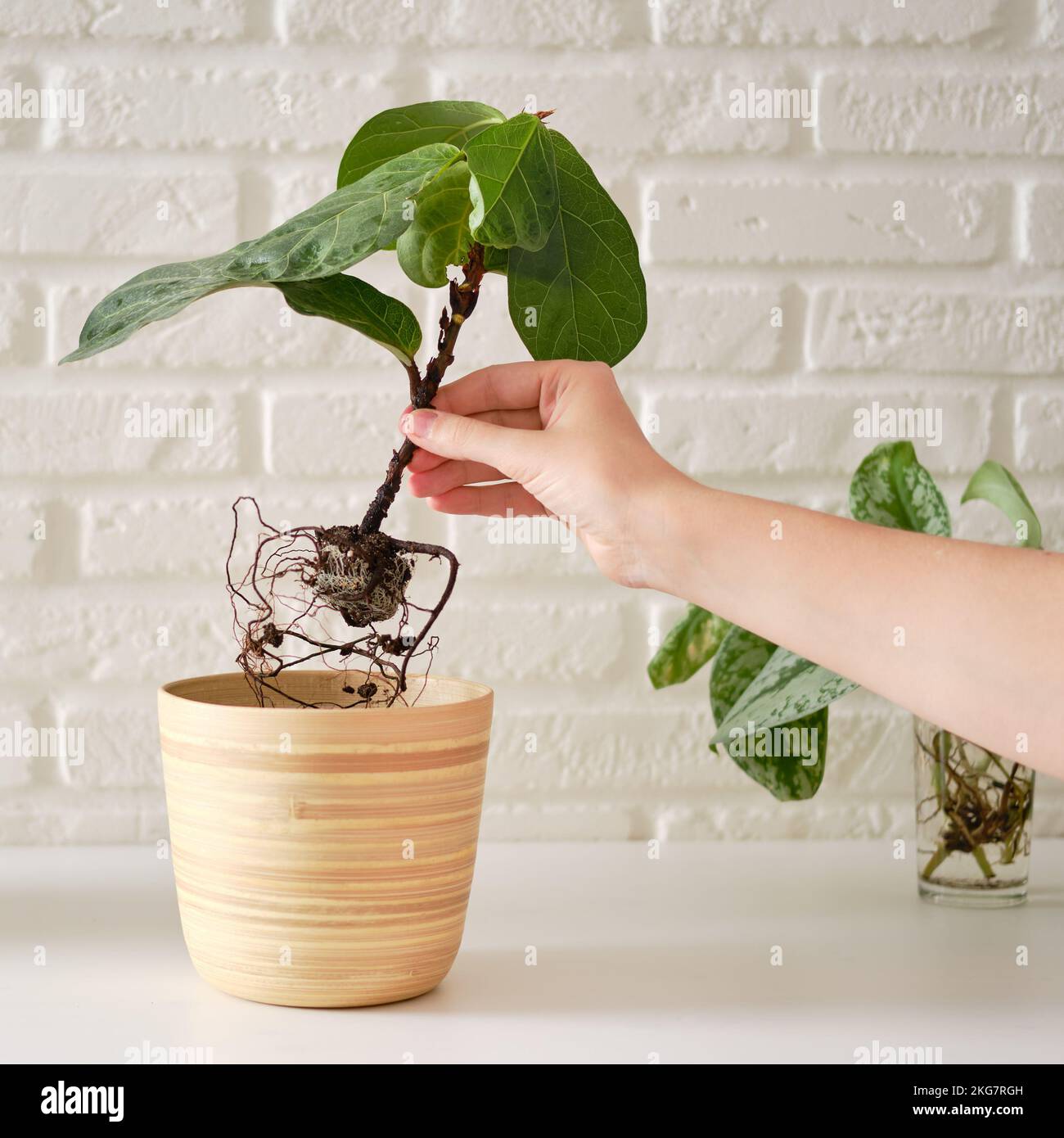 A woman florist planting ficus lyrata bambino plant in a flower pot ...