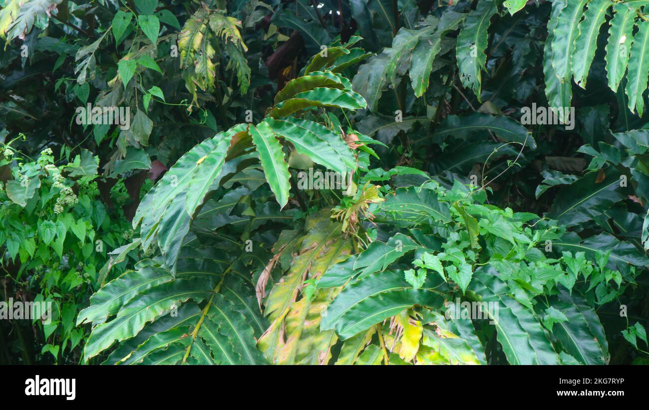 beautiful green leaves as background Stock Photo - Alamy