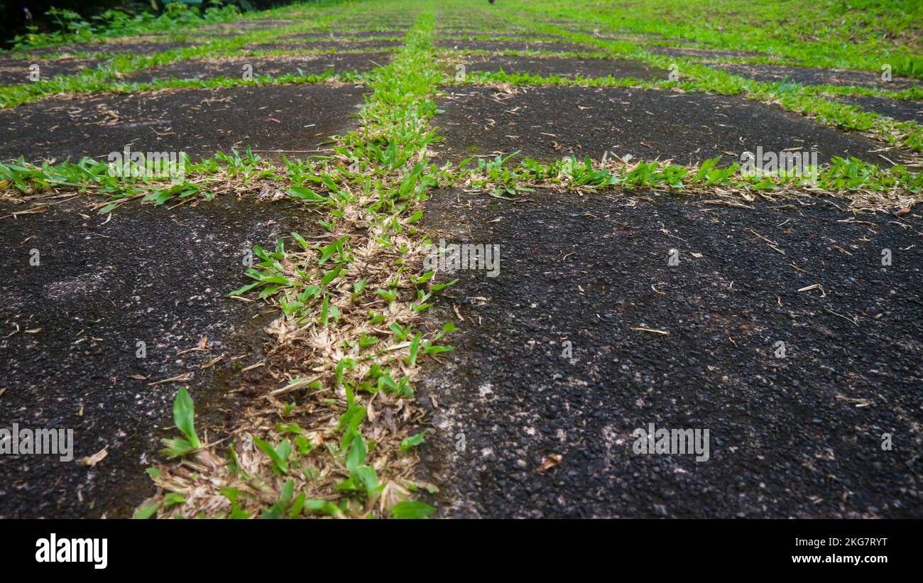 concrete block road with green grass in between. as background Stock ...