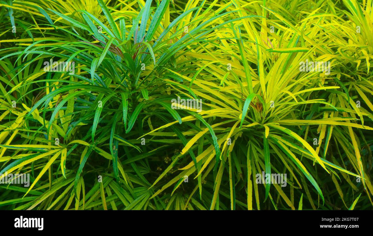beautiful yellow green leaves as background Stock Photo - Alamy