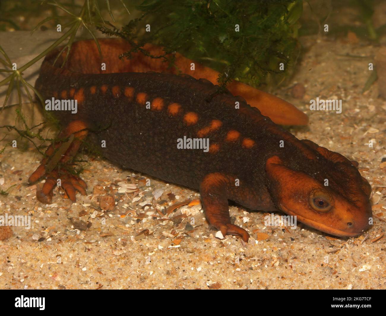 A closeup of an adult Himalayan newt, Tylototriton verrucosus, in the ...
