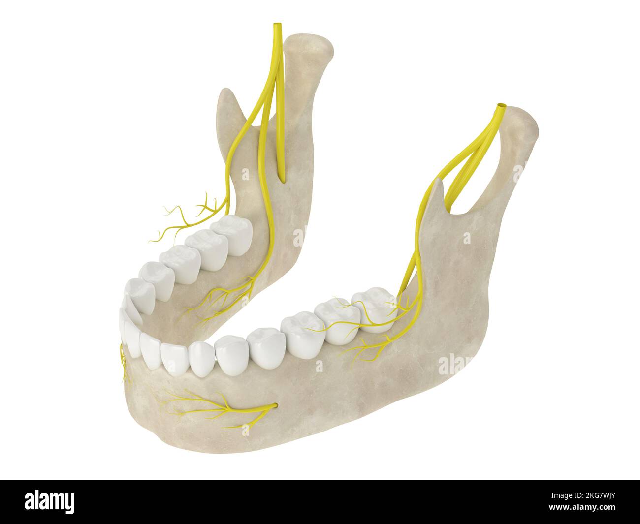 3d render of mandibular arch with nerves isolated over white background ...