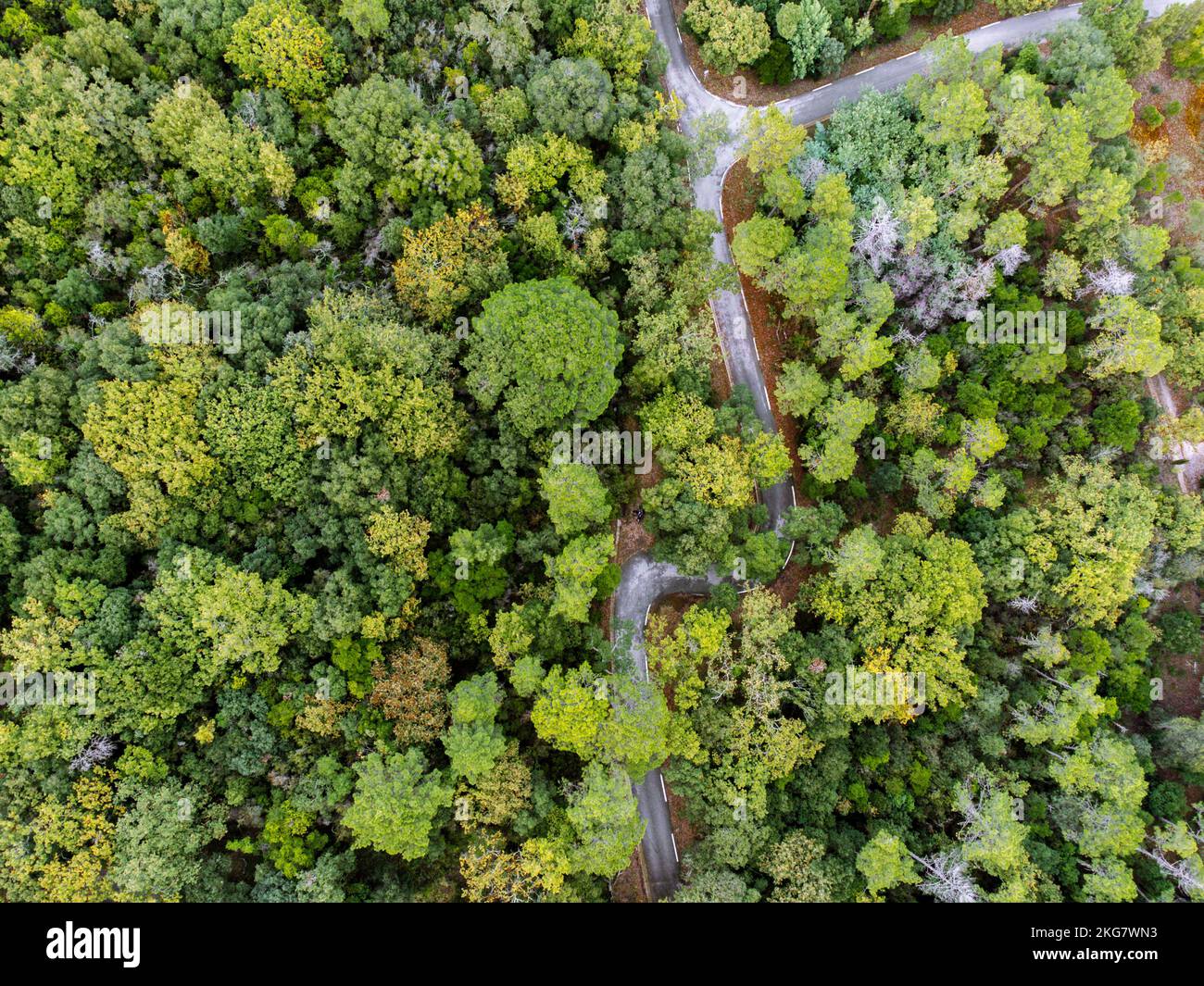 Aerial photo of a oaks forest and a road Stock Photo - Alamy