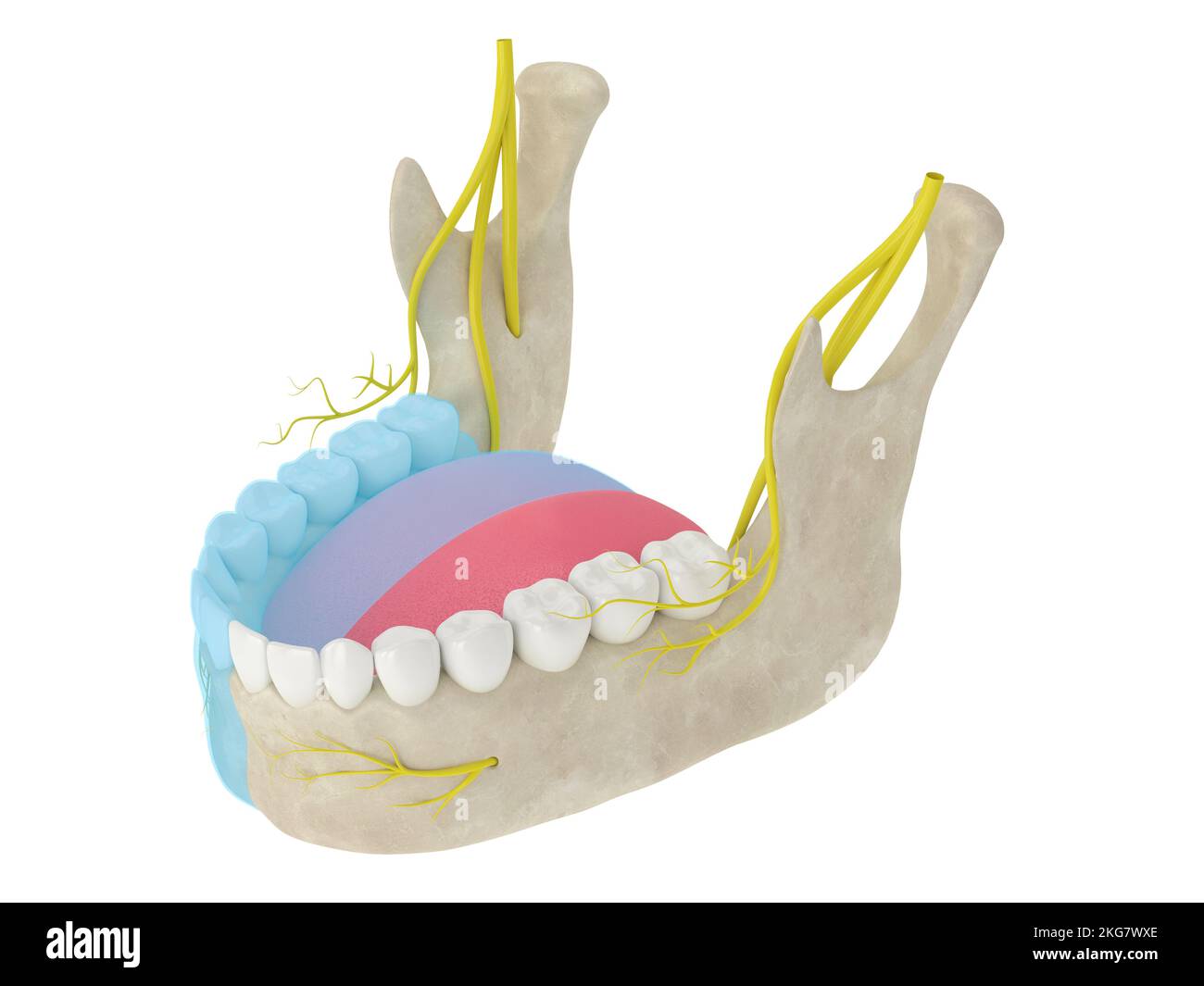 3d render of mandibular arch showing blocked inferior alveolar nerve ...