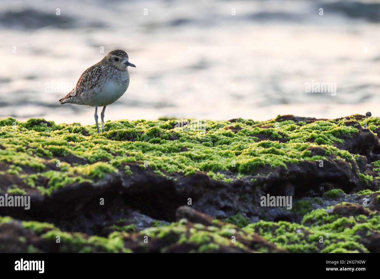 Pacific golden plover standing on rock during sunset at sea, India ...