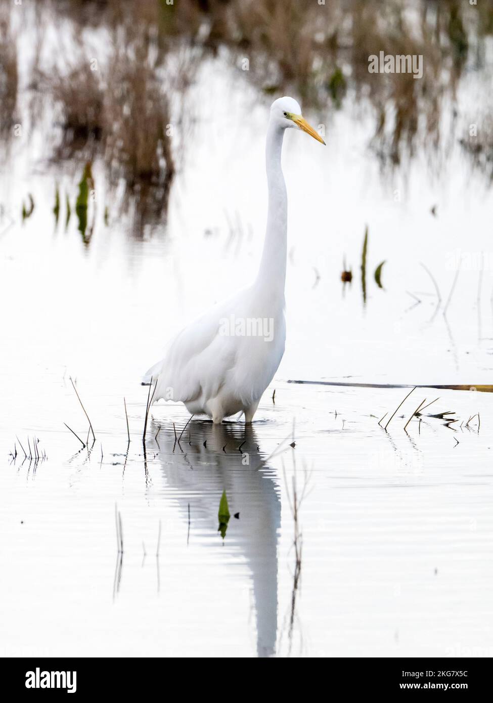 A Great Egret Ardea alba, fishing at Leighton Moss, Silverdale ...