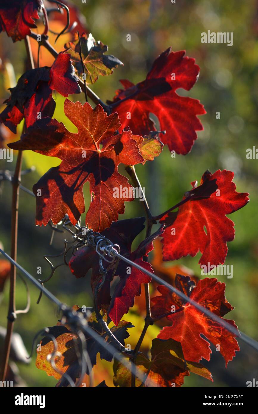 Colorful vineyards pattern hi-res stock photography and images - Alamy