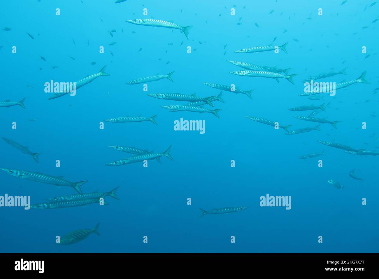 The chevron barracuda fish swimming in the blue water Stock Photo - Alamy