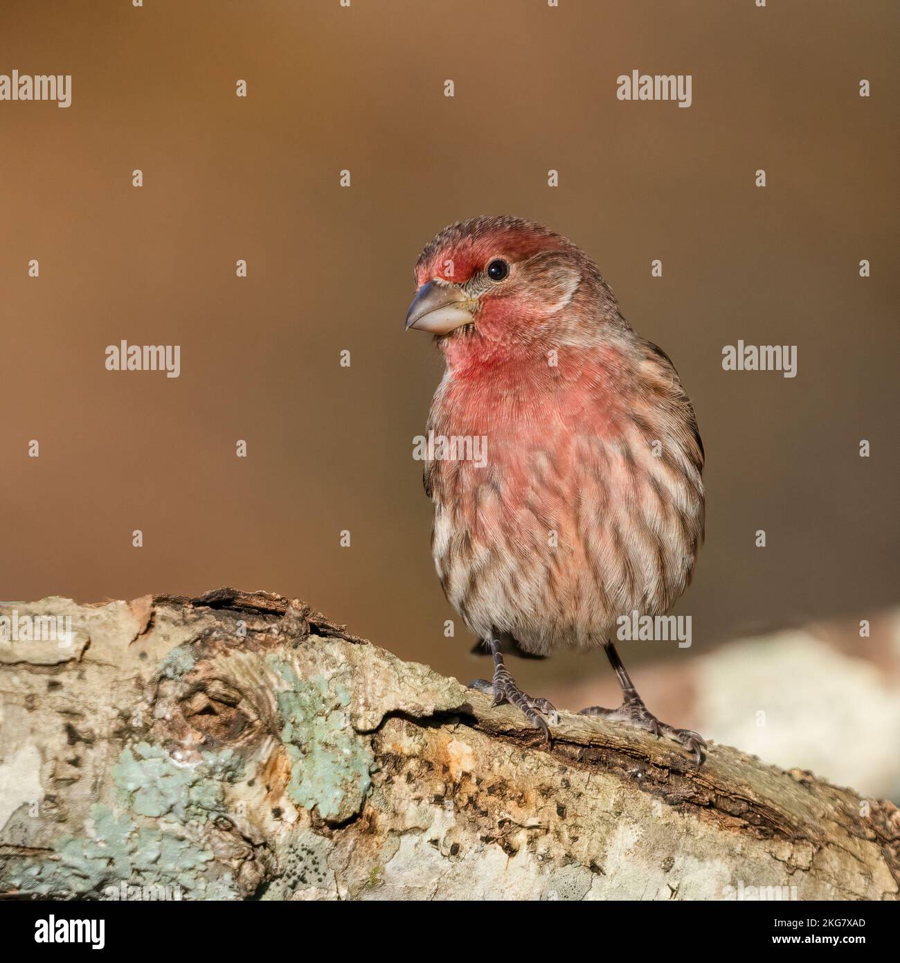 A closeup portrait of a Male House Finch on the tree bark Stock Photo ...