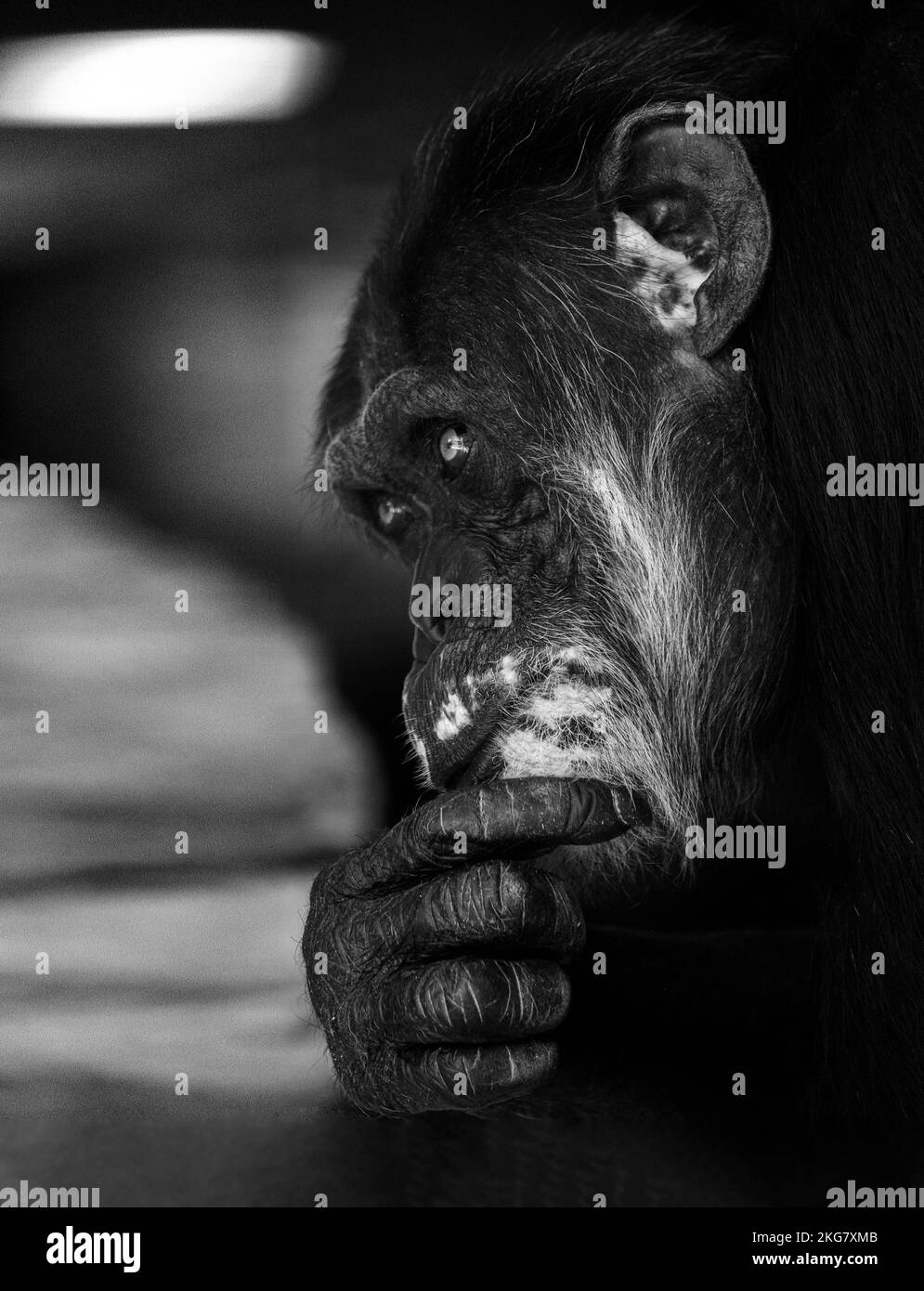 A vertical grayscale of a monkey with chin leaned on the hand on an ...
