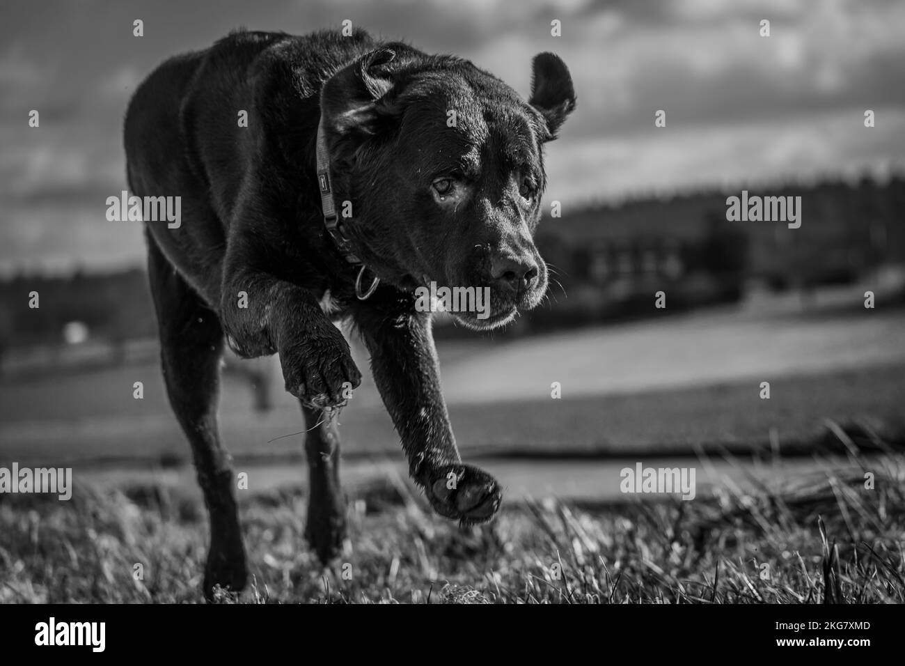 A grayscale of a bull terrier dog in a collar walking forward in the ...