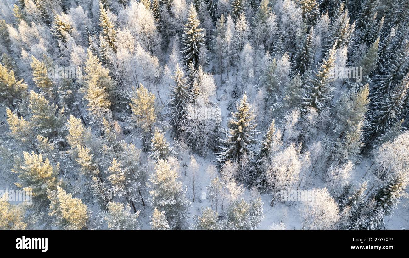 Lapland, Scandinavia in winter. Aerial view of winter forest covered in ...