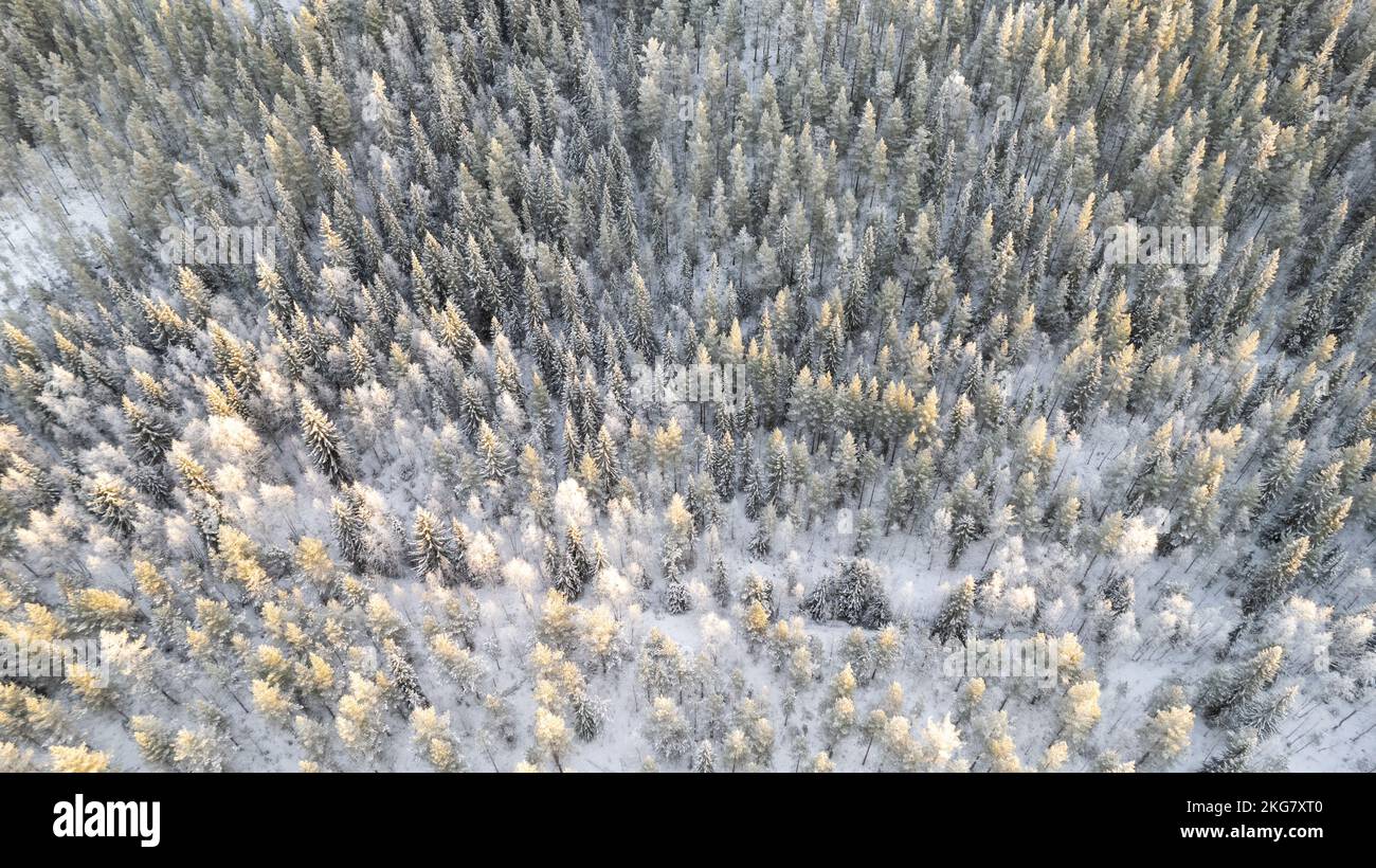 Lapland, Scandinavia in winter. Aerial view of winter forest covered in ...