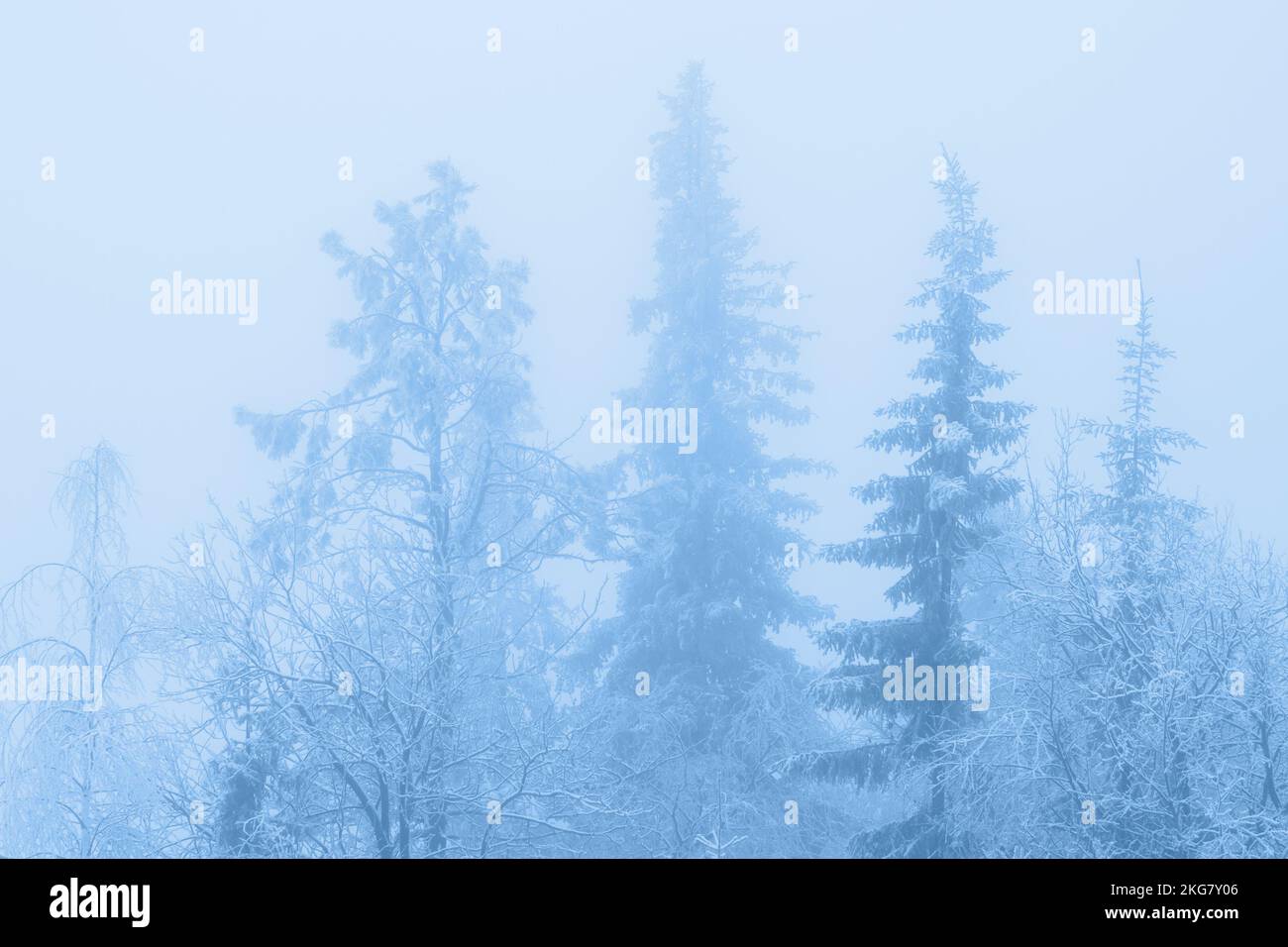Silhouette of fir tree tops in fog Stock Photo - Alamy
