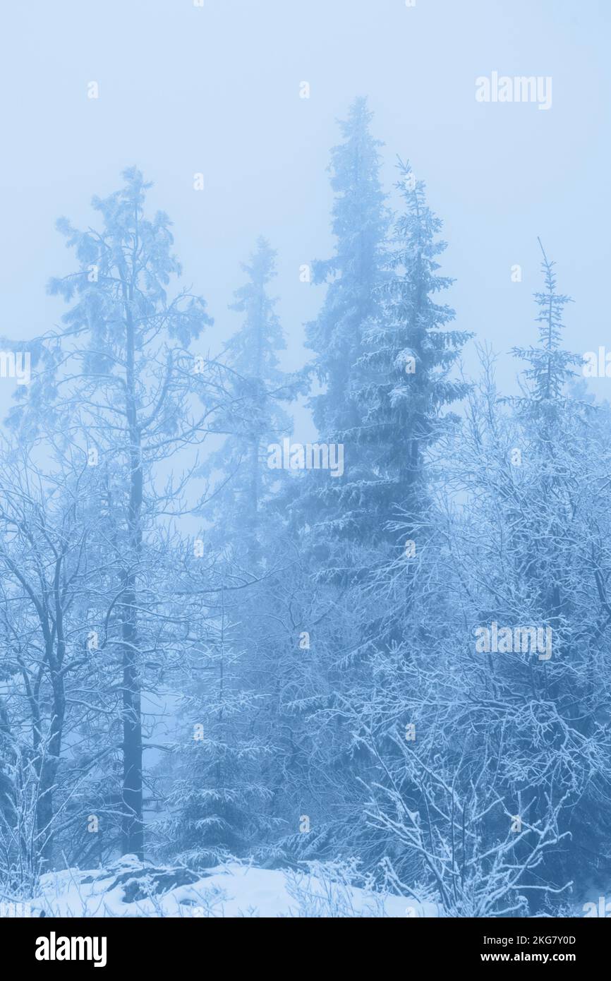 Silhouette of fir tree tops in fog Stock Photo - Alamy