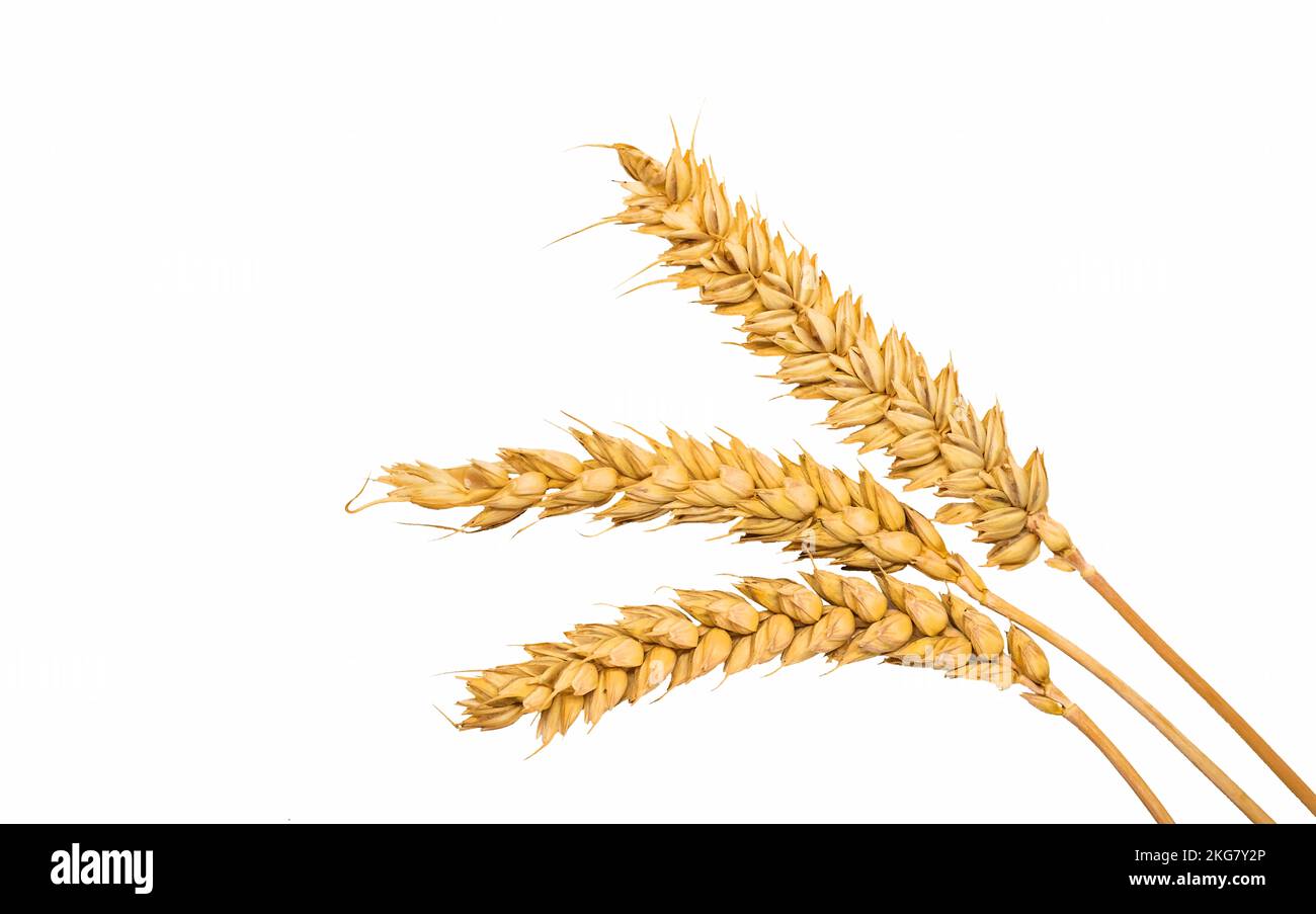 spikelets of wheat isolate on white background. Selection focus. food ...