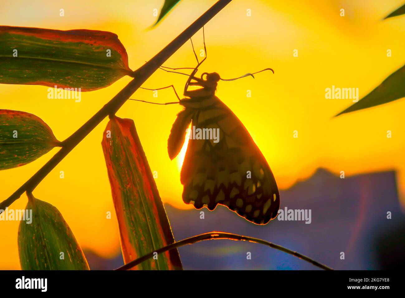 A closeup shot of a butterfly crawling on a plant at sunset Stock Photo ...