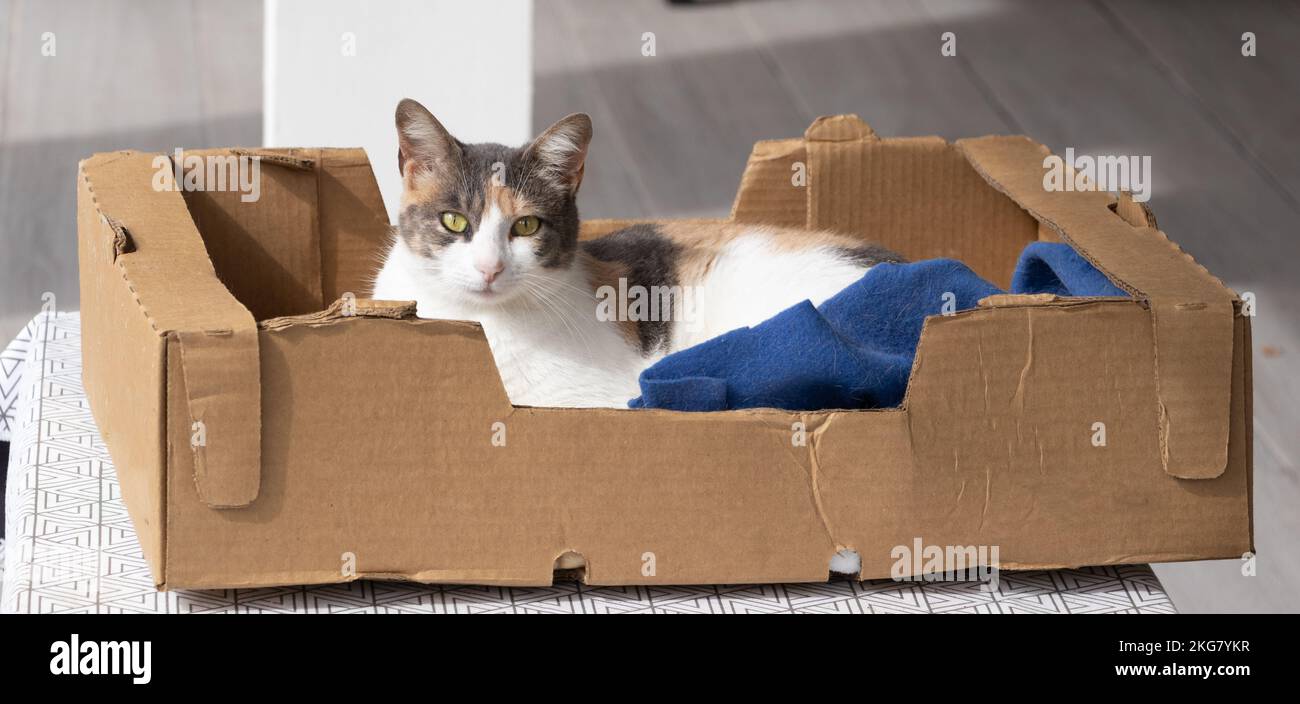 Cat inside a box hi-res stock photography and images - Alamy