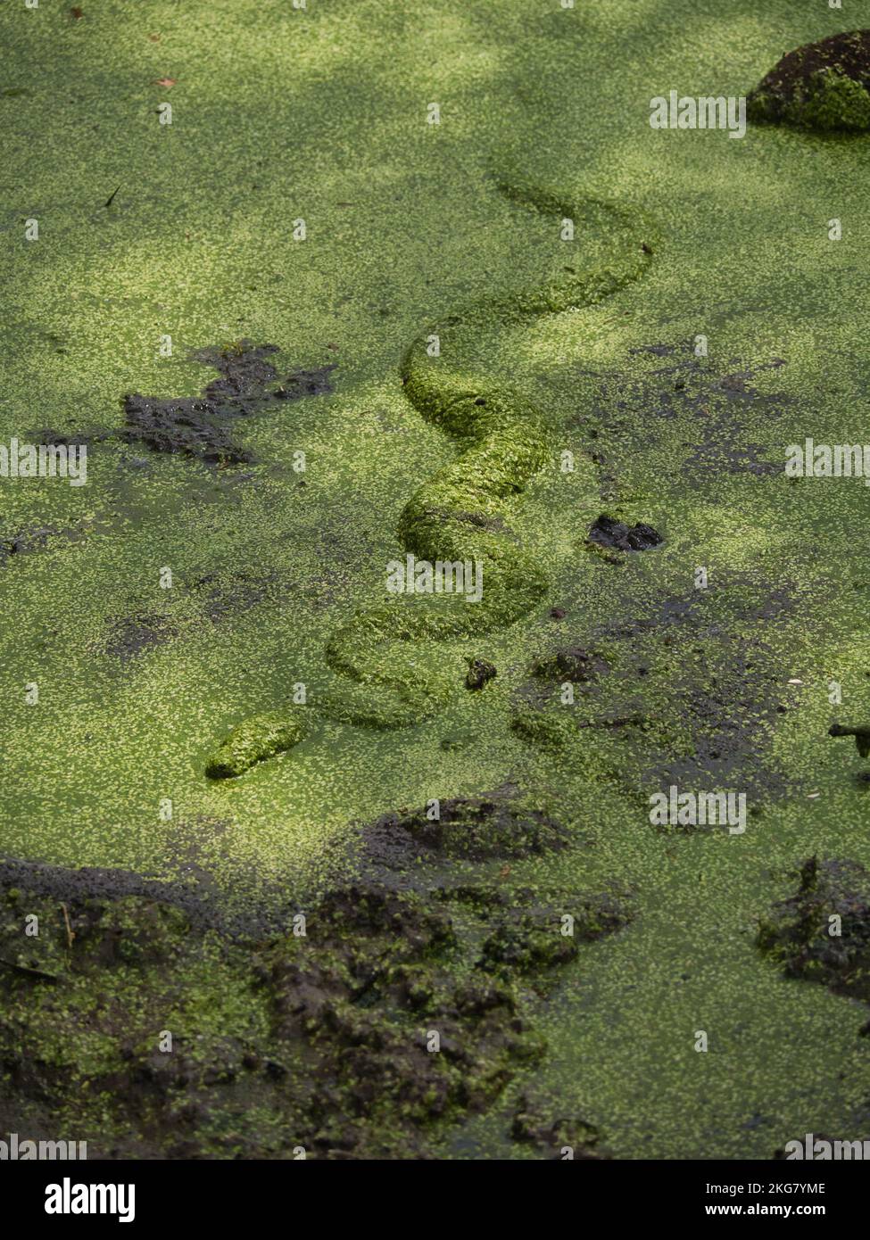 A snake hidden in a pond covered with moss Stock Photo - Alamy