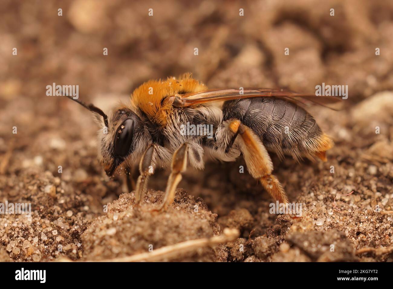 A closeup shot of a female red tailed mining bee on the ground Stock ...