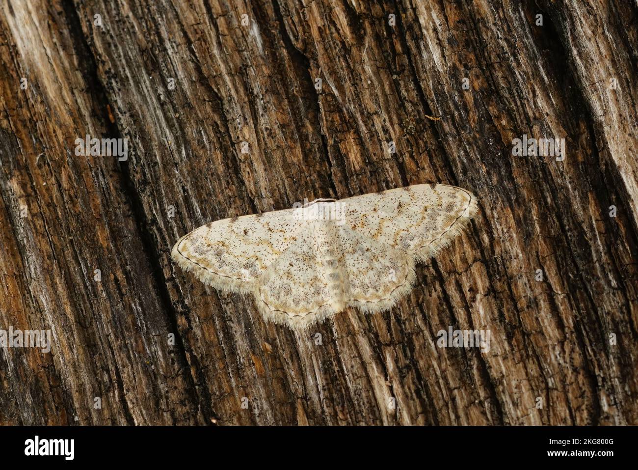 Mediterranean lace border hi-res stock photography and images - Alamy