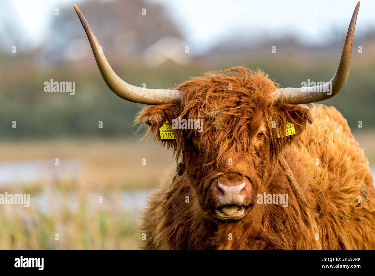 Scottish highlander cattle hi-res stock photography and images - Alamy