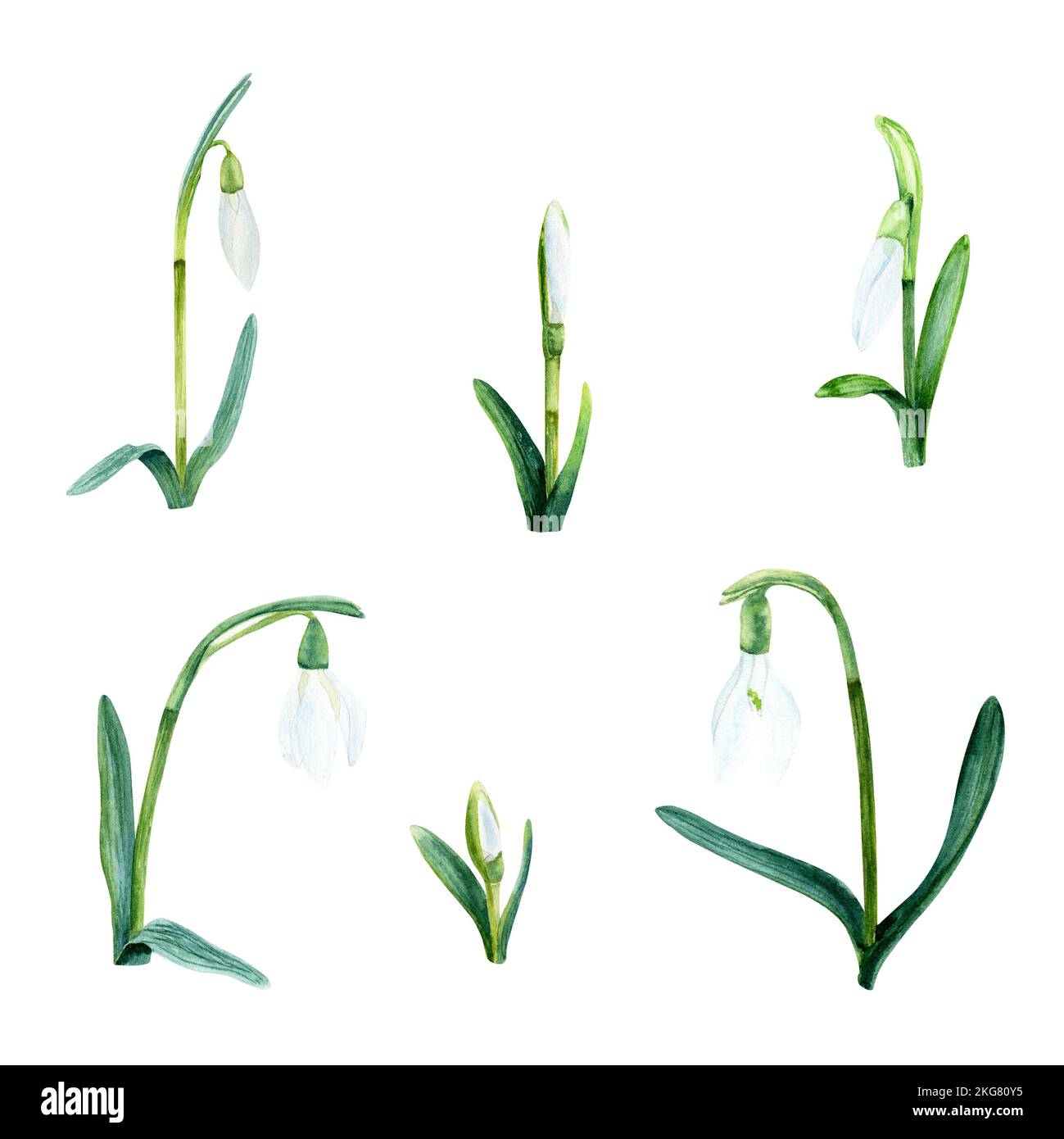 Flower snowdrop. Hand drawn watercolor illustrations. Botanical set ...