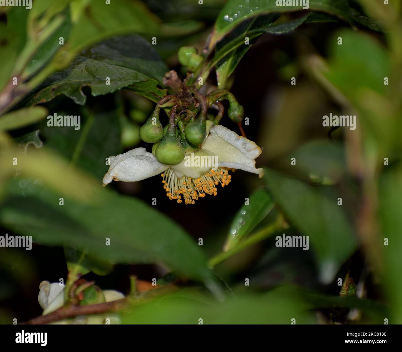Flower of green tea blossom at a tea plantation garden. Close up shot ...