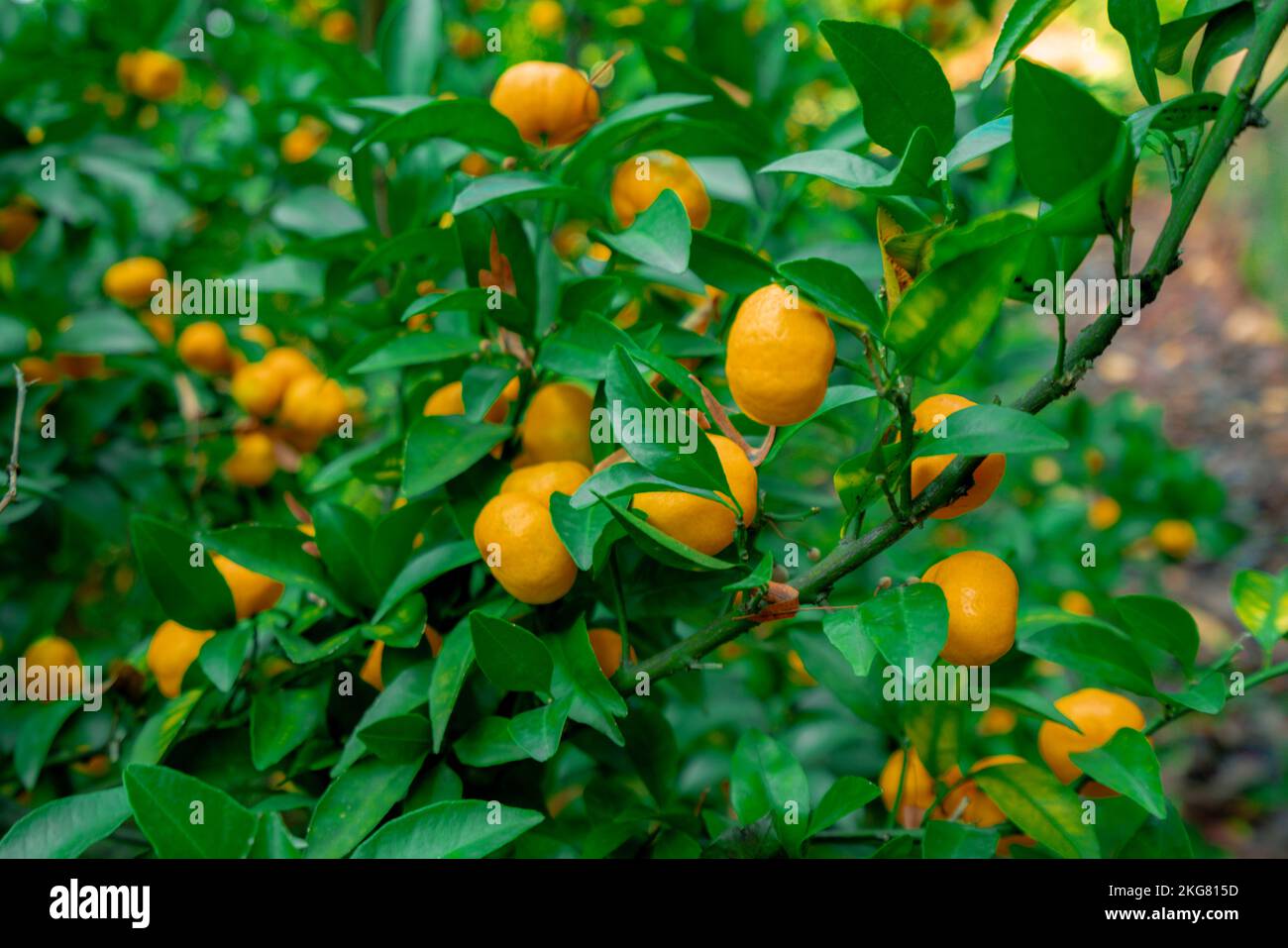 Orange trees with ripe fruits Stock Photo - Alamy