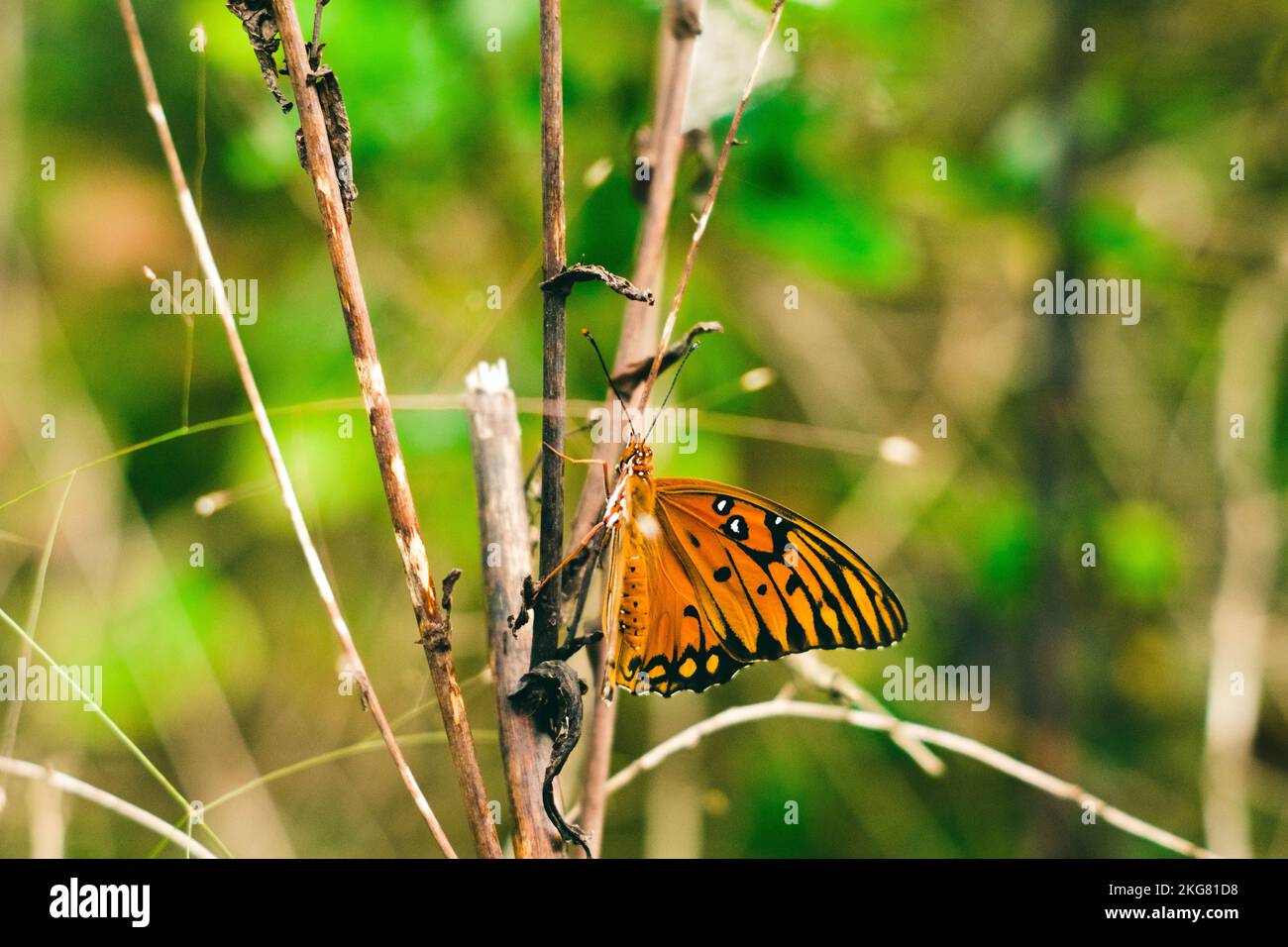 A closeup shot of an Old World swallowtail in the garden Stock Photo ...