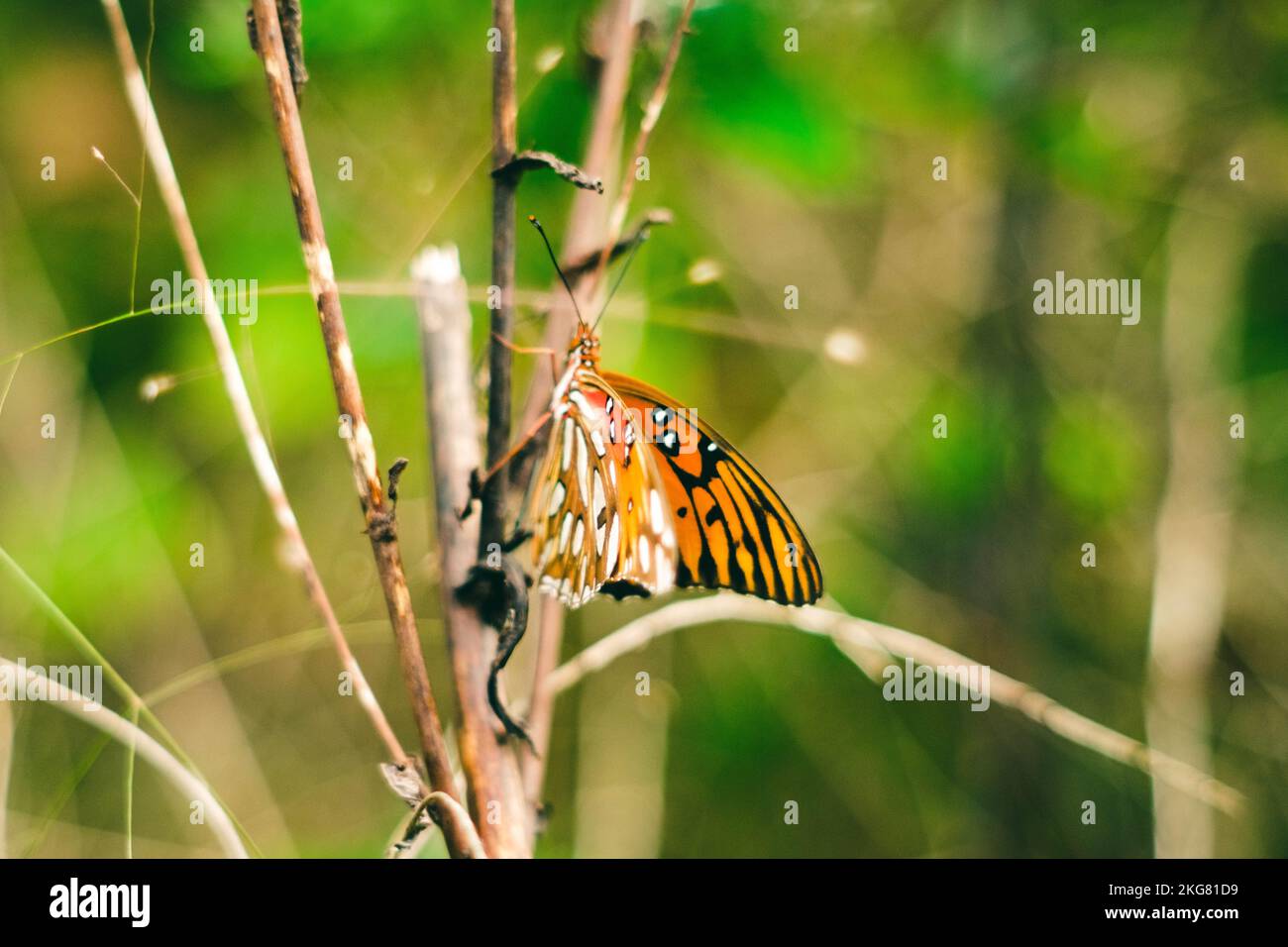 A closeup shot of an Old World swallowtail in the garden Stock Photo ...
