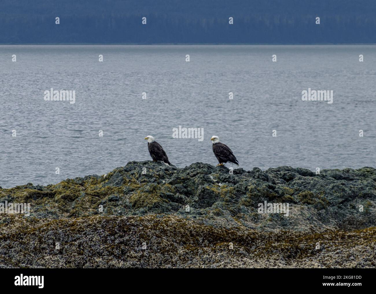 An aerial view of bald eagles perching on rocks near lake Stock Photo ...