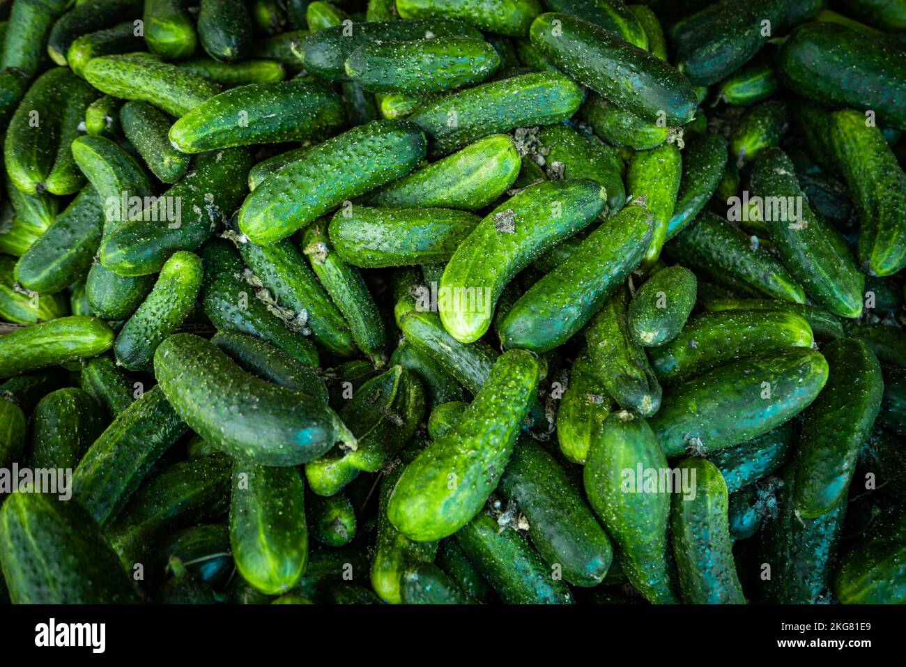Fresh natural cucumbers from hi-res stock photography and images - Alamy