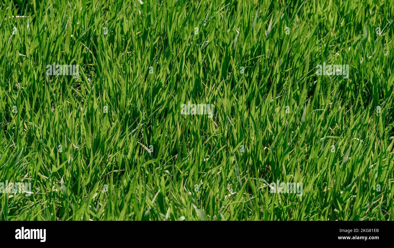 Background of beautiful green grass pattern Stock Photo - Alamy