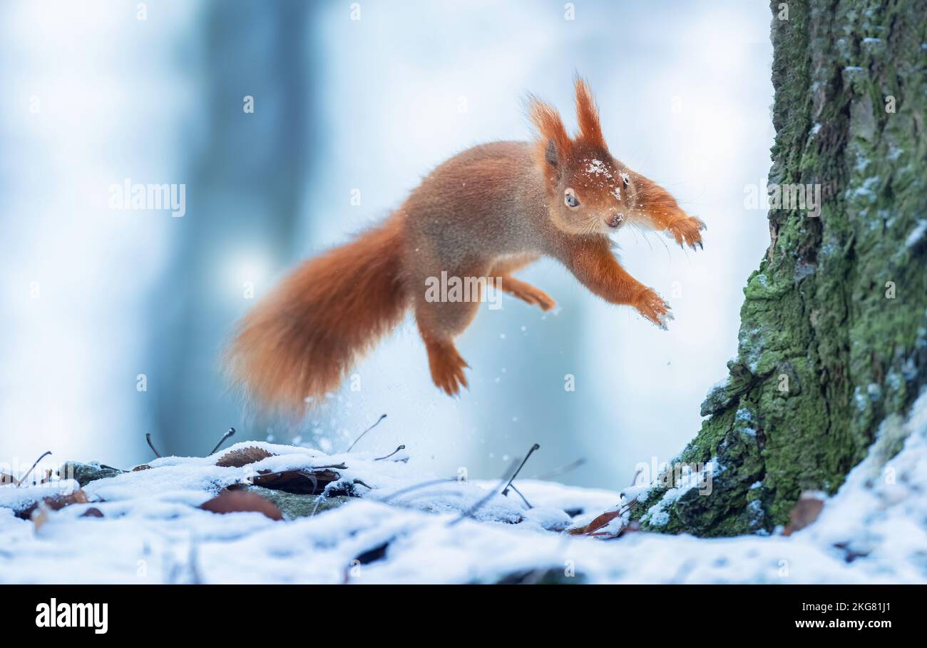 Flying squirrel jumps from tree to tree, the best photo Stock Photo - Alamy