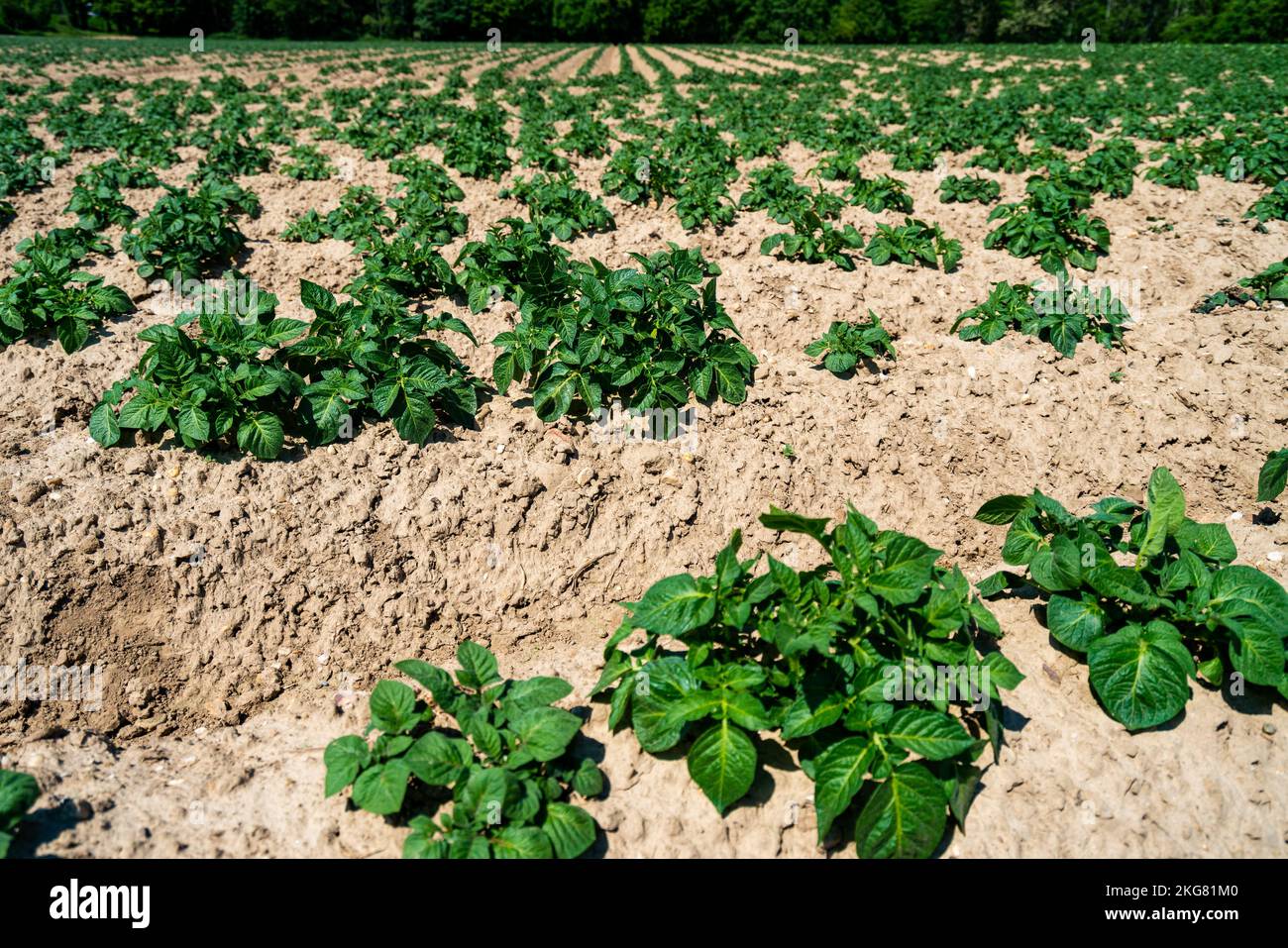 Green field of potato crops in a row Stock Photo - Alamy