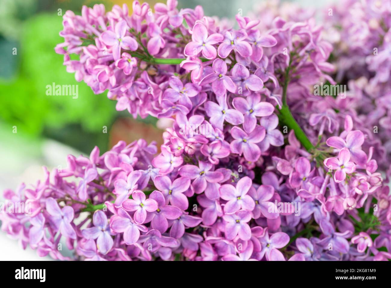 Purple lilac flowers blossom in garden, spring background Stock Photo ...