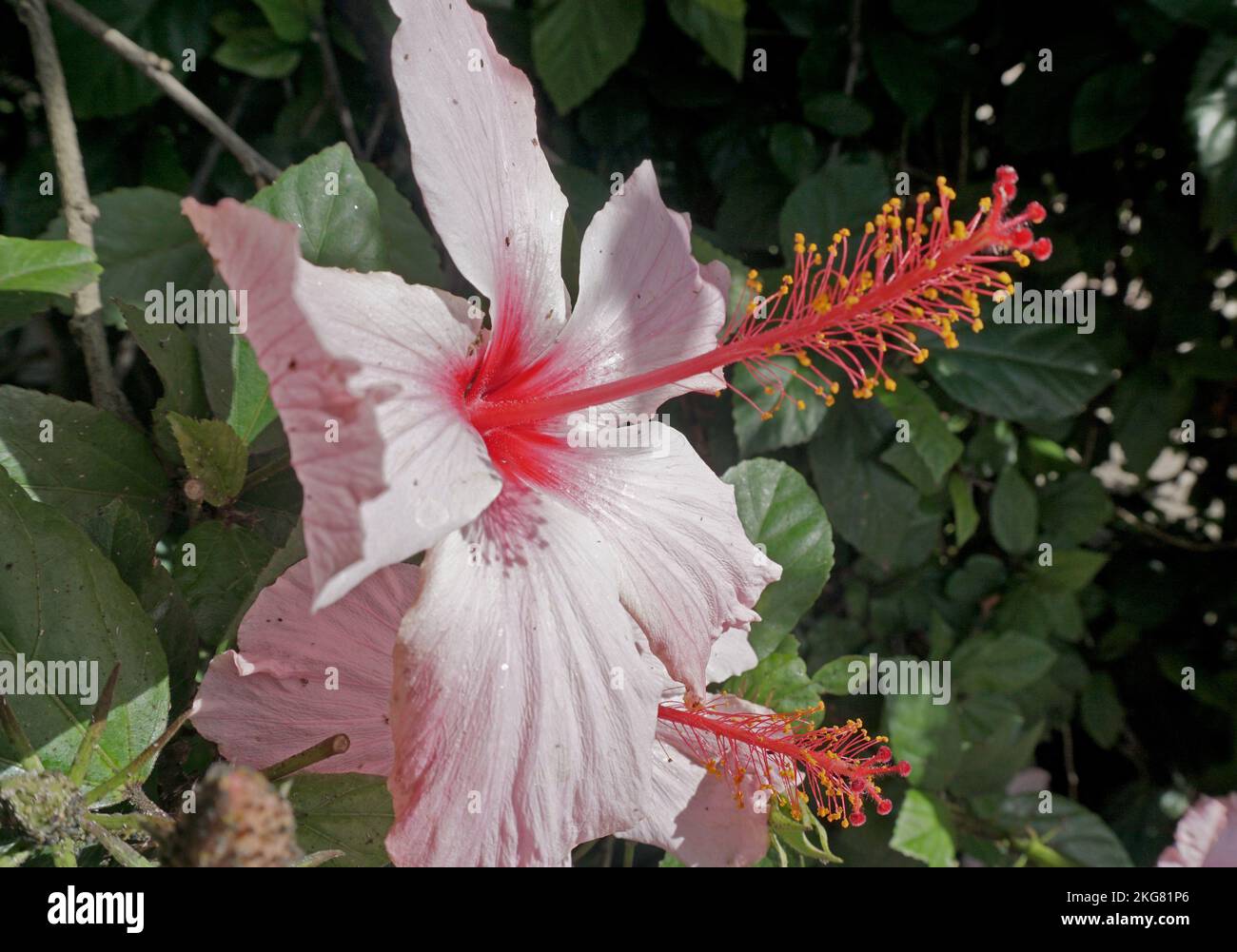Ibiscus flowering close-up Stock Photo - Alamy