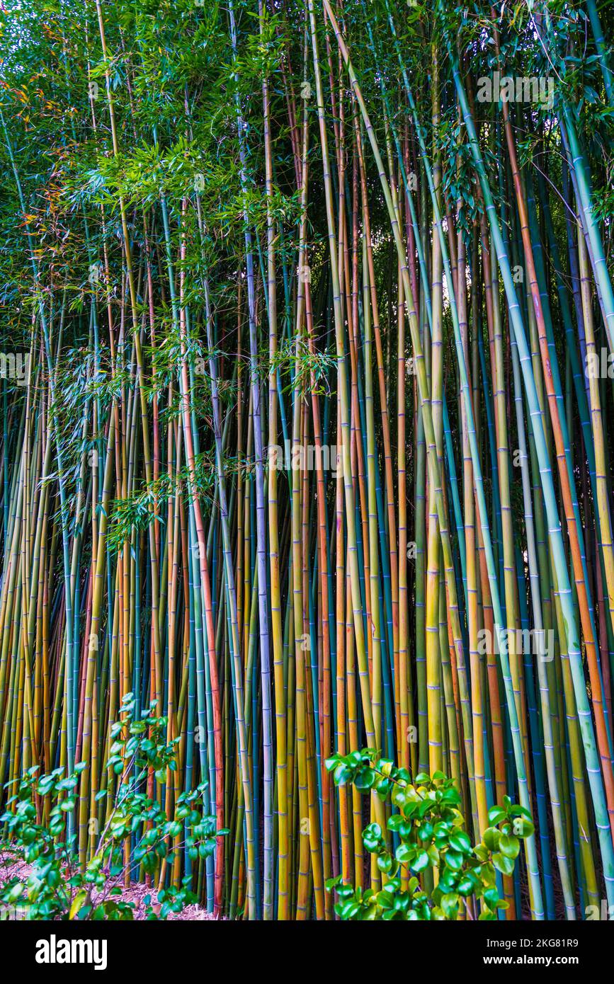 Low Angle View Of Bamboo Grove In Forest Stock Photo - Alamy