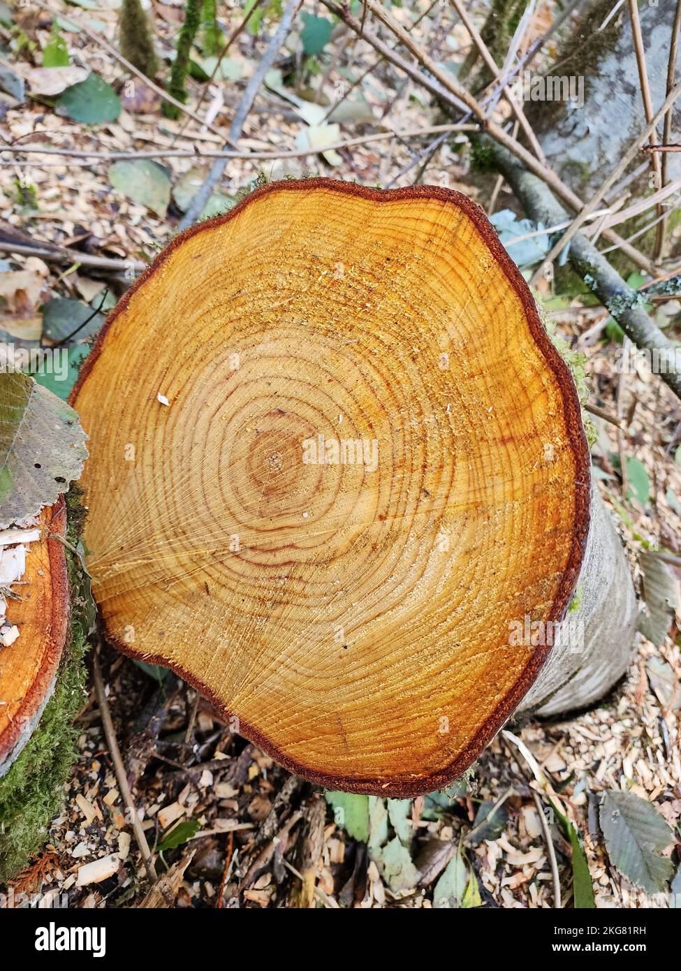 A closeup of tree trunk Stock Photo - Alamy