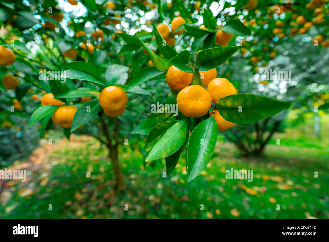 trees with citrus fruits before harvest. Ripe tangerines on tree Stock ...