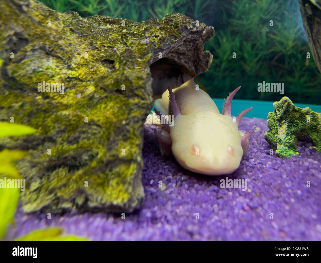 Axolotl Mexican underwater walking fish salamander in aquarium Stock ...